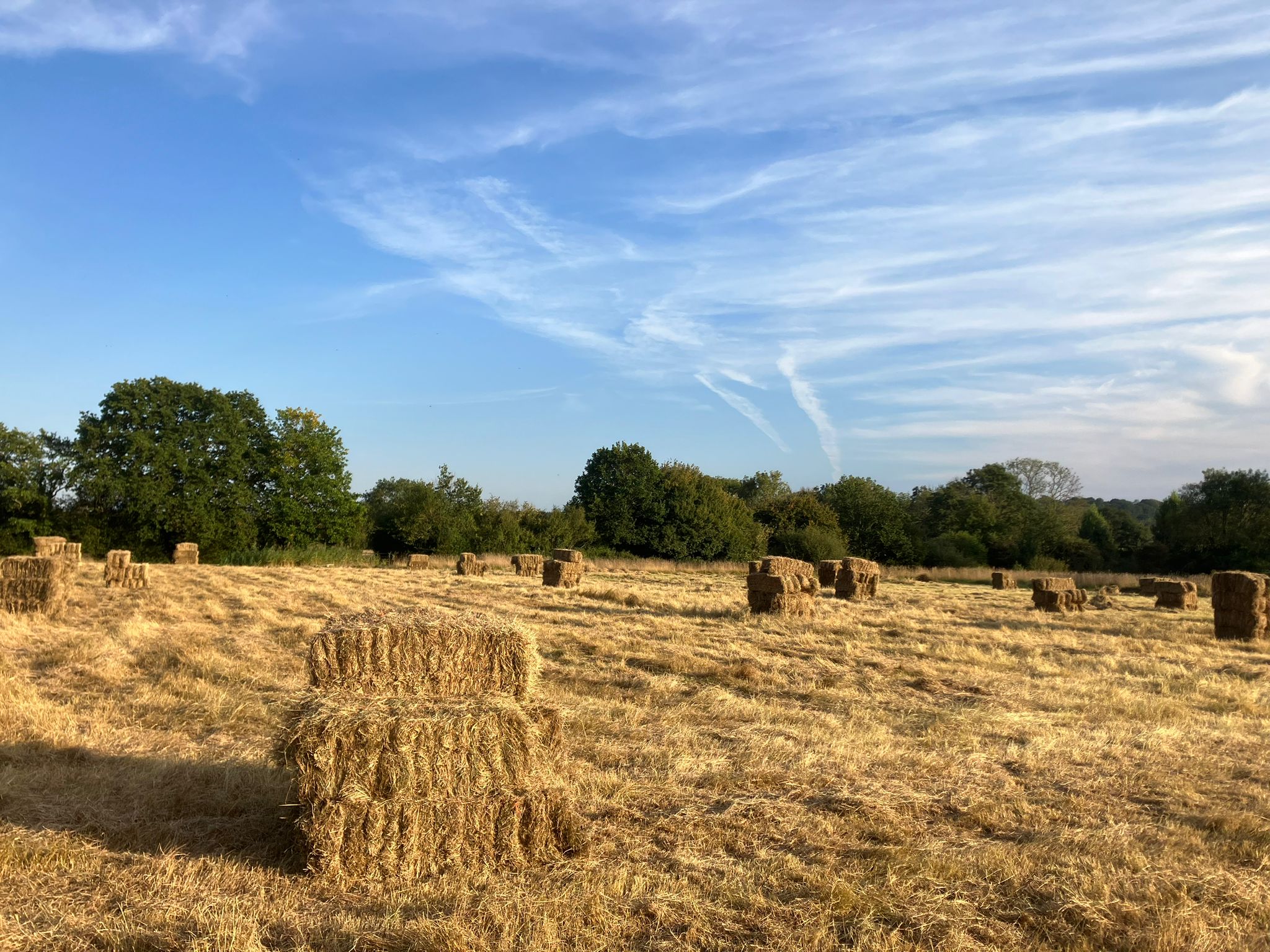 Hay cutting starts in public fields | Friends of Chesworth Farm