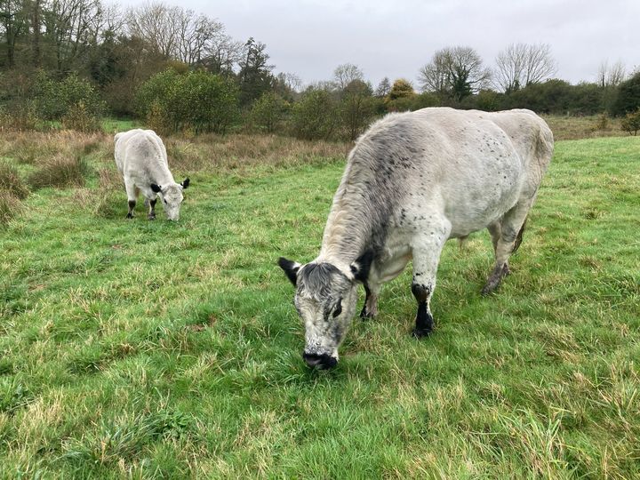 Cattle arrive on farm | Friends of Chesworth Farm